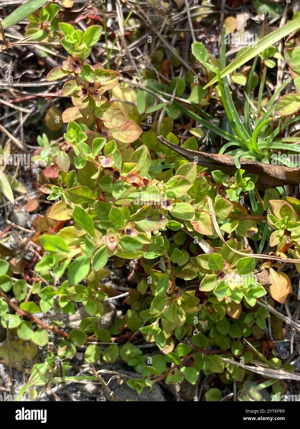 Smallfruit Primrose-Willow (Ludwigia microcarpa Stock Photo - Alamy