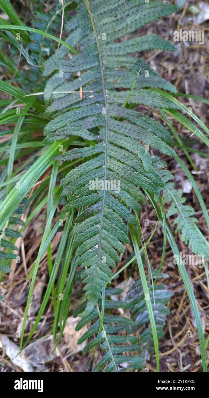 Rasp fern hi-res stock photography and images - Alamy