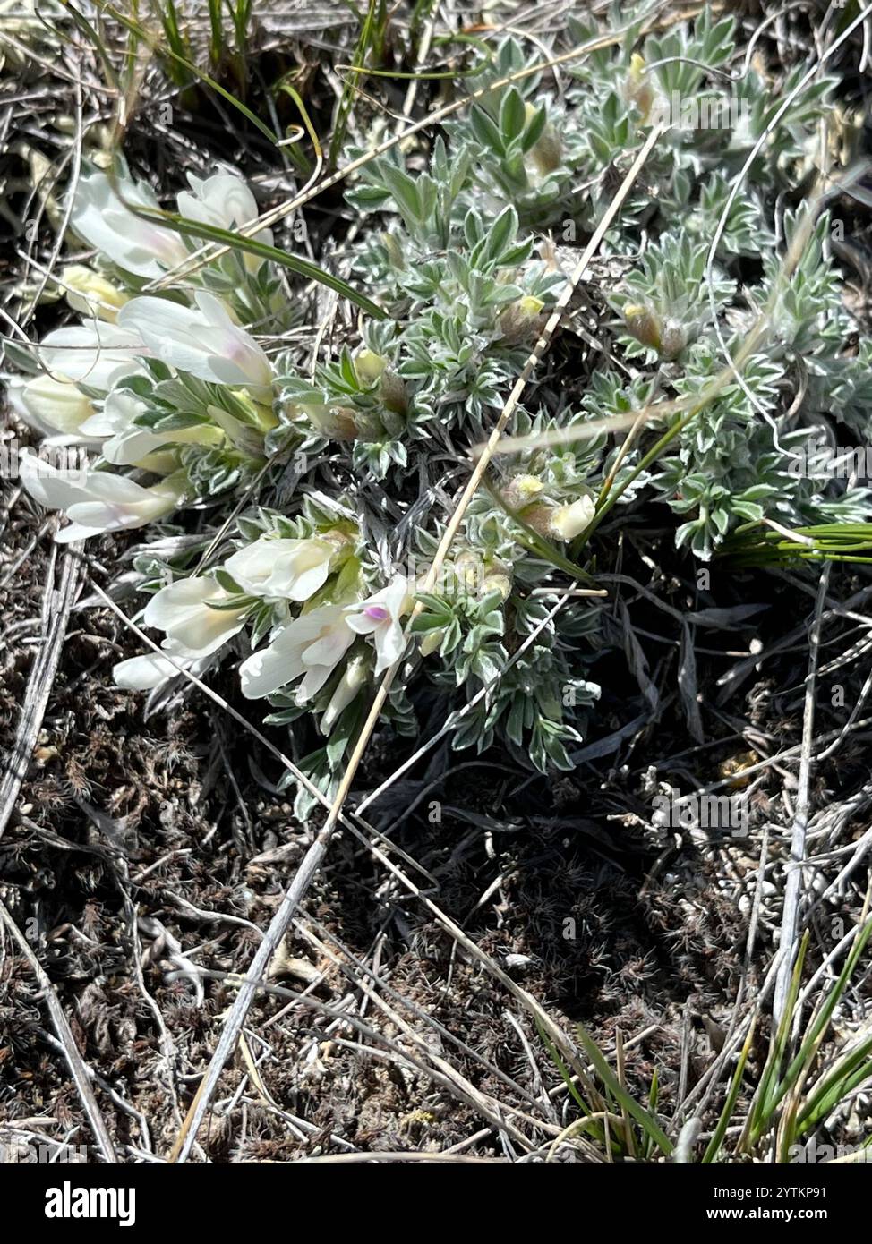 Threeleaf Milkvetch (Astragalus gilviflorus Stock Photo - Alamy