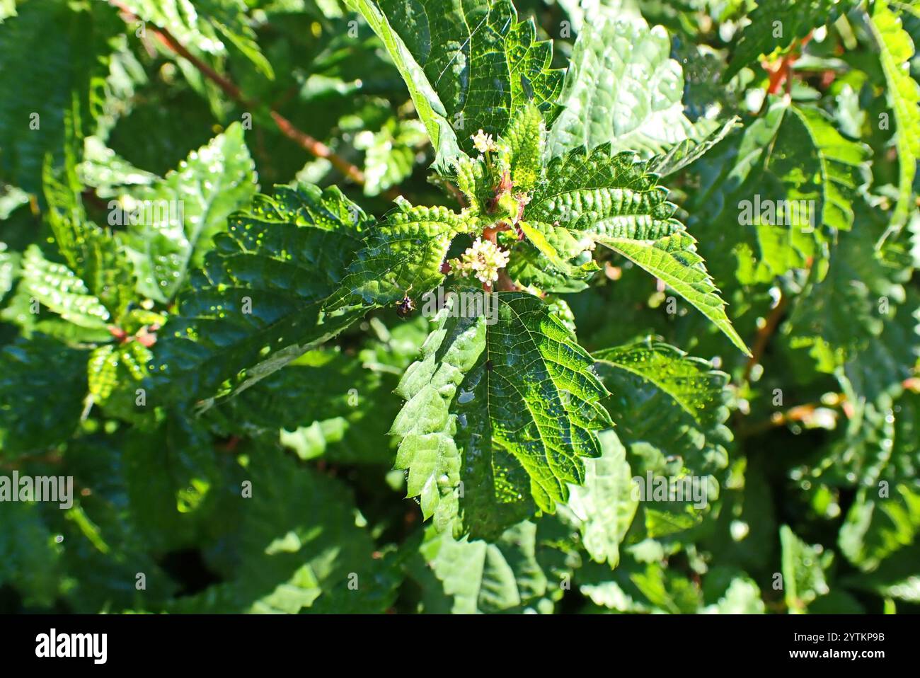 Laportea hi-res stock photography and images - Alamy
