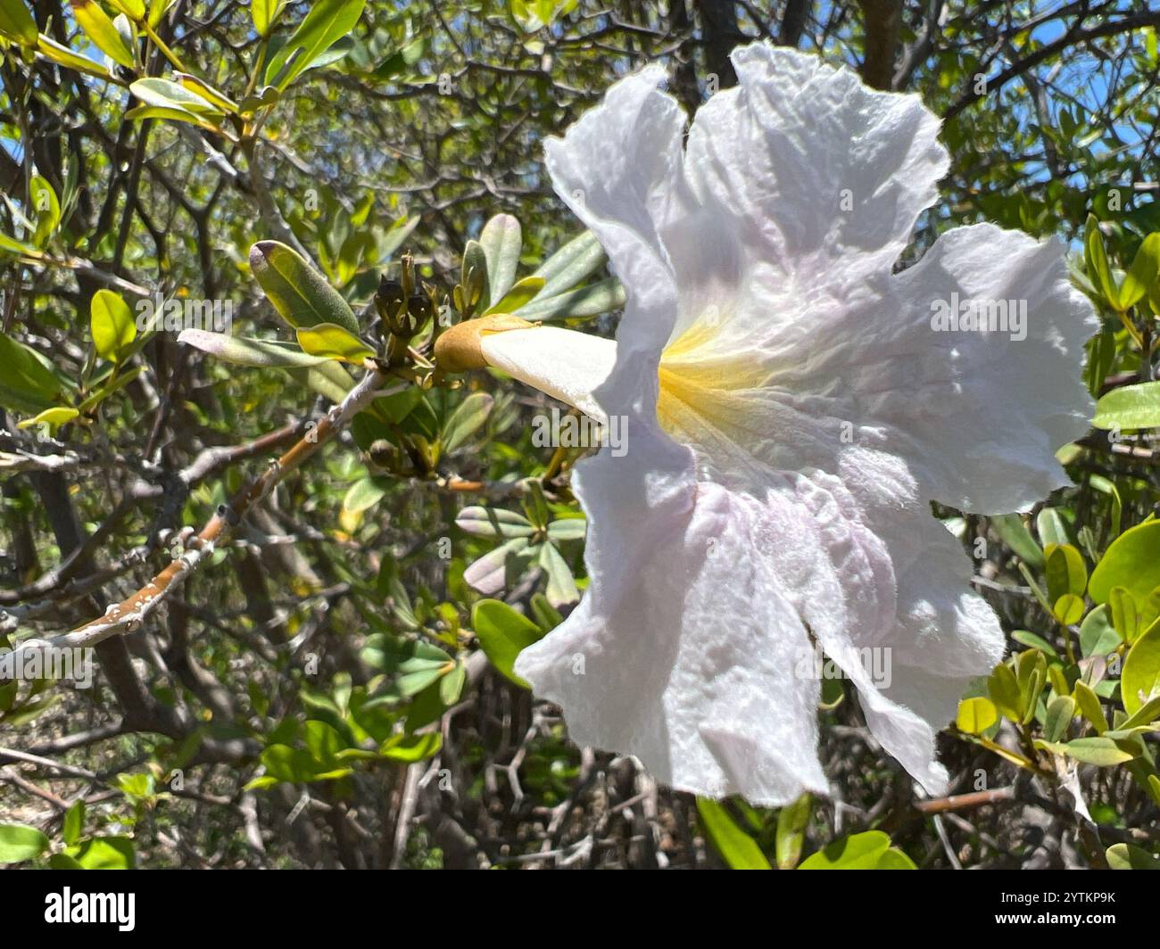 Pink Trumpet-tree (Tabebuia heterophylla Stock Photo - Alamy