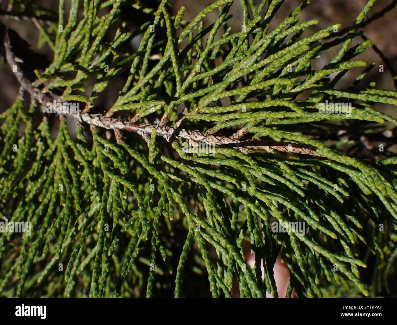 Seaside Juniper (Juniperus maritima Stock Photo - Alamy