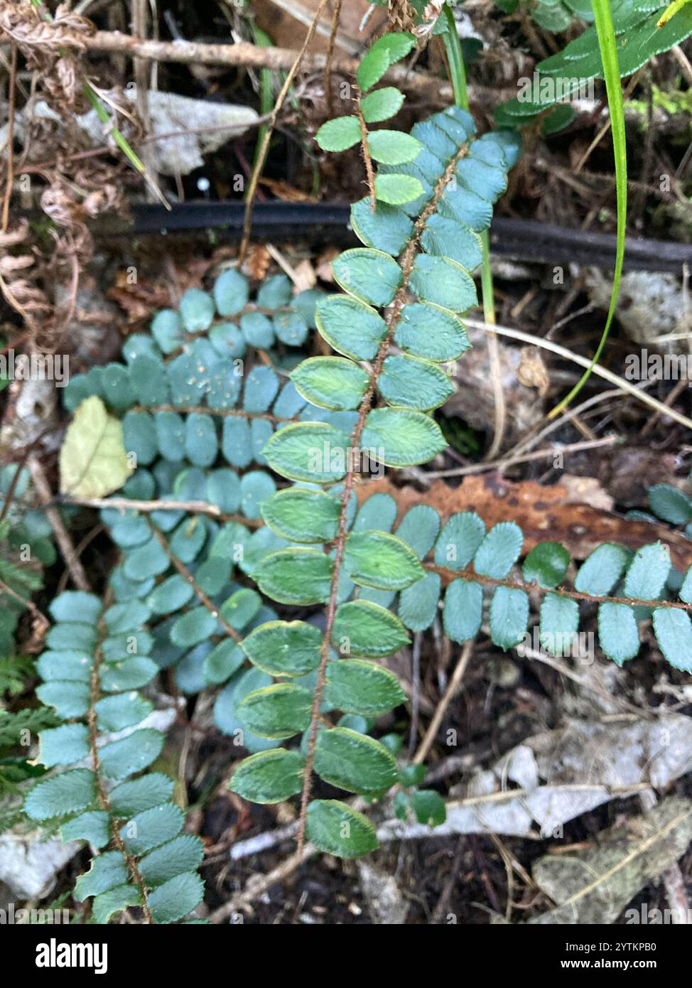Button Fern (Pellaea rotundifolia Stock Photo - Alamy