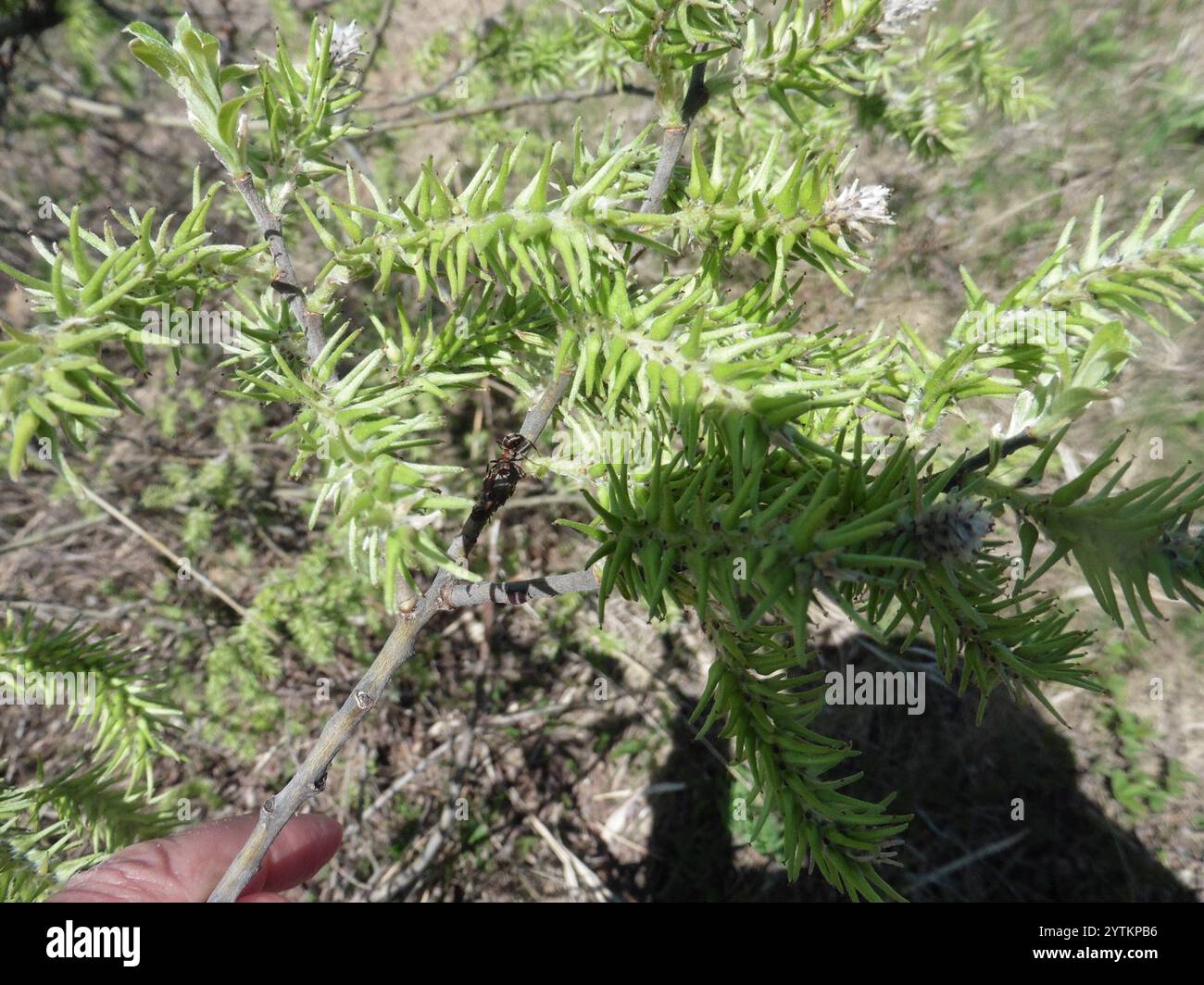 goat willow (Salix caprea Stock Photo - Alamy