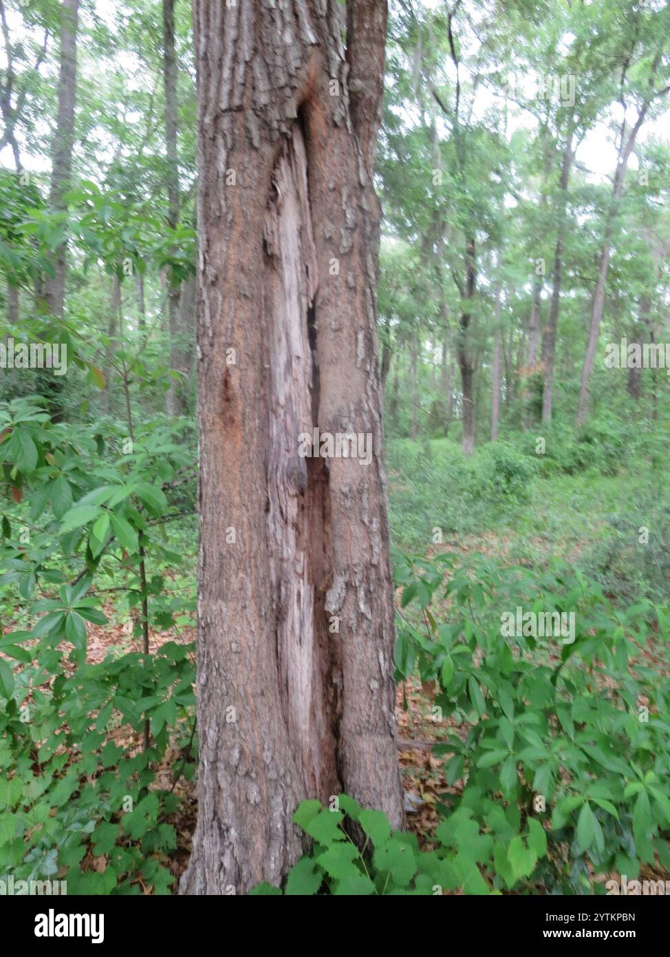 water oak (Quercus nigra Stock Photo - Alamy