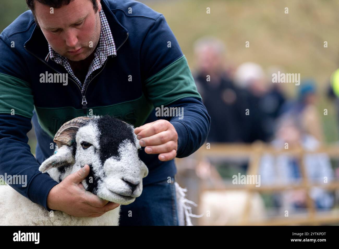 Sheep being shown at the 2024 Kilnsey Show under the shadow of Kilnsey ...