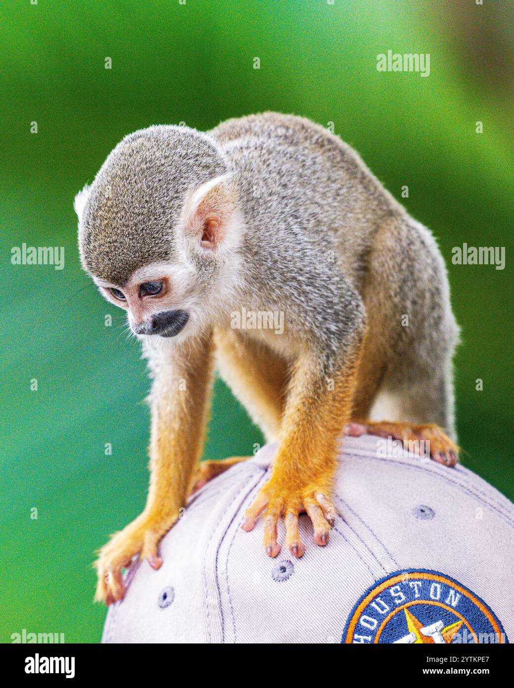 New world monkey dominican republic hi-res stock photography and images ...