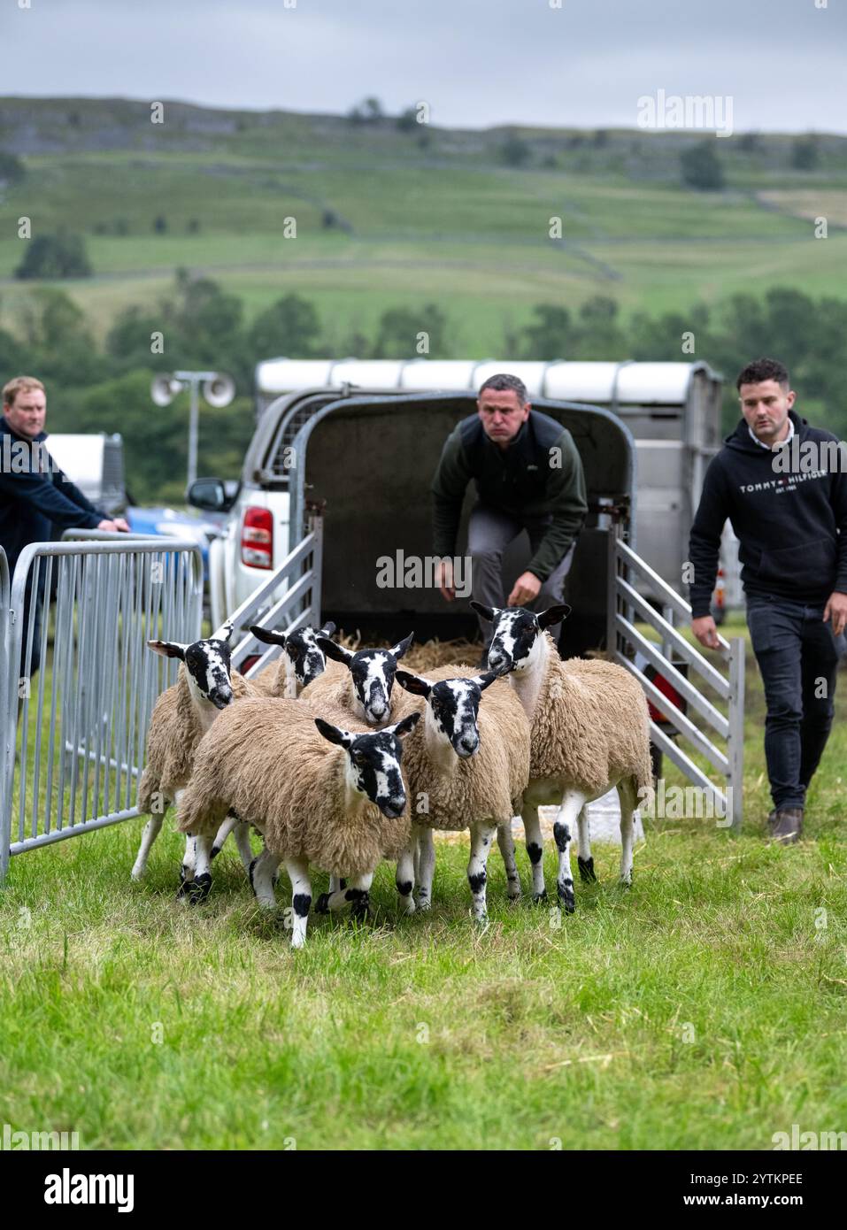 Sheep being shown at the 2024 Kilnsey Show under the shadow of Kilnsey ...