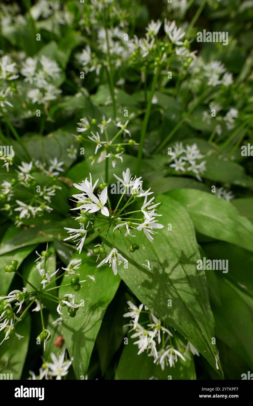 Allium ursinum plant in bloom Stock Photo - Alamy