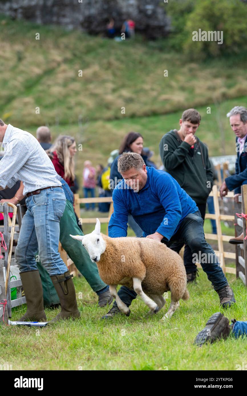 Sheep being shown at the 2024 Kilnsey Show under the shadow of Kilnsey ...