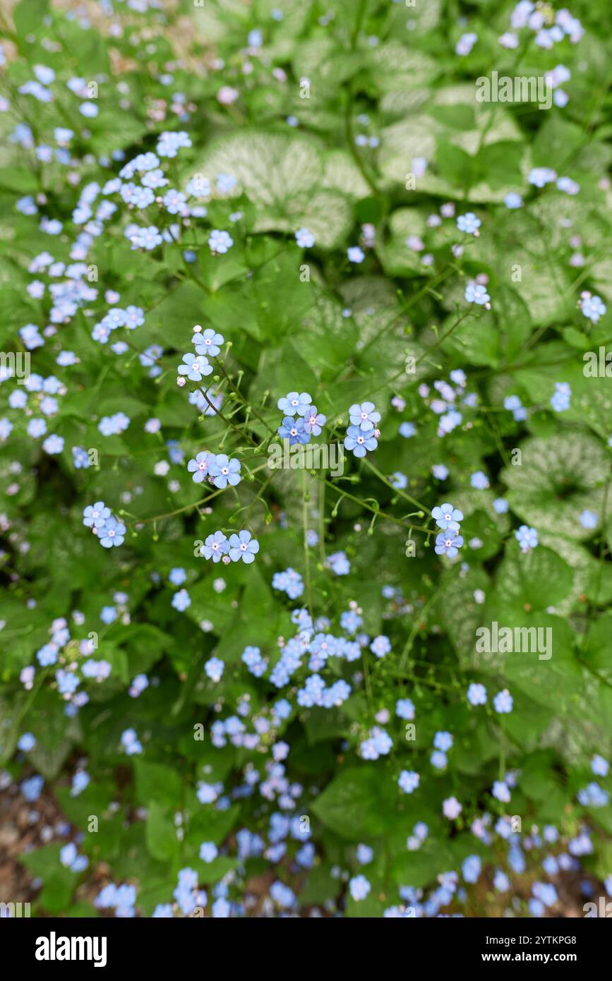 Brunnera macrophylla plant in bloom Stock Photo - Alamy