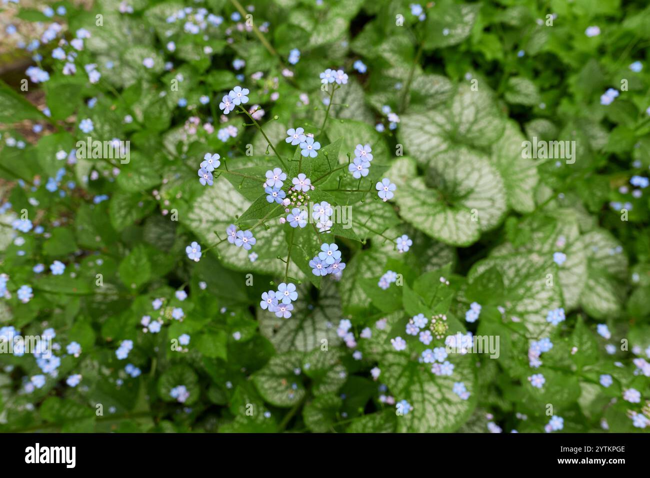 Brunnera macrophylla plant in bloom Stock Photo - Alamy