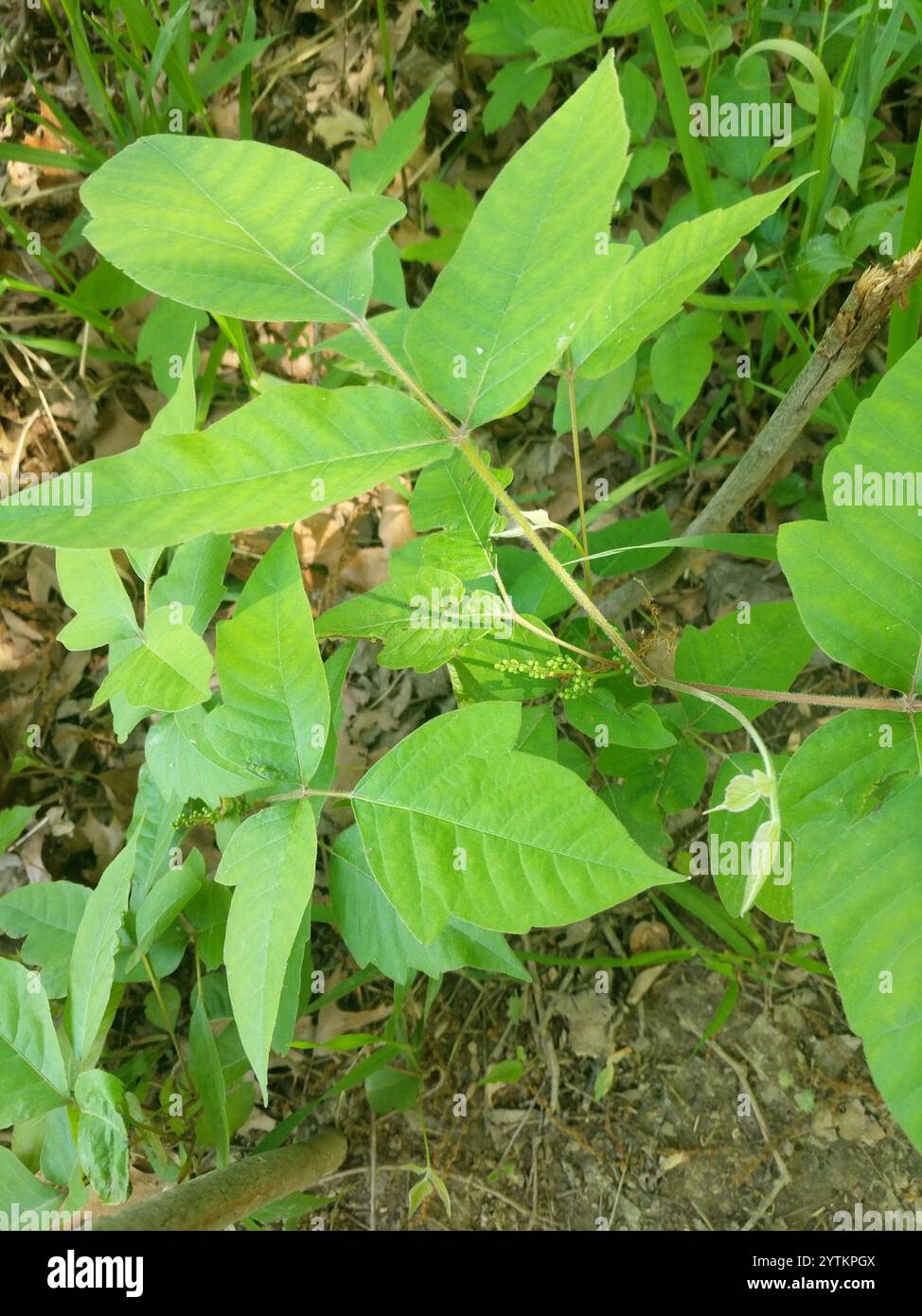 eastern poison ivy (Toxicodendron radicans Stock Photo - Alamy