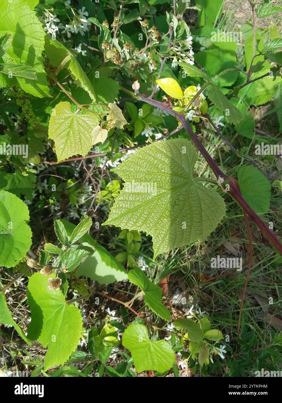 graybark grape (Vitis cinerea Stock Photo - Alamy