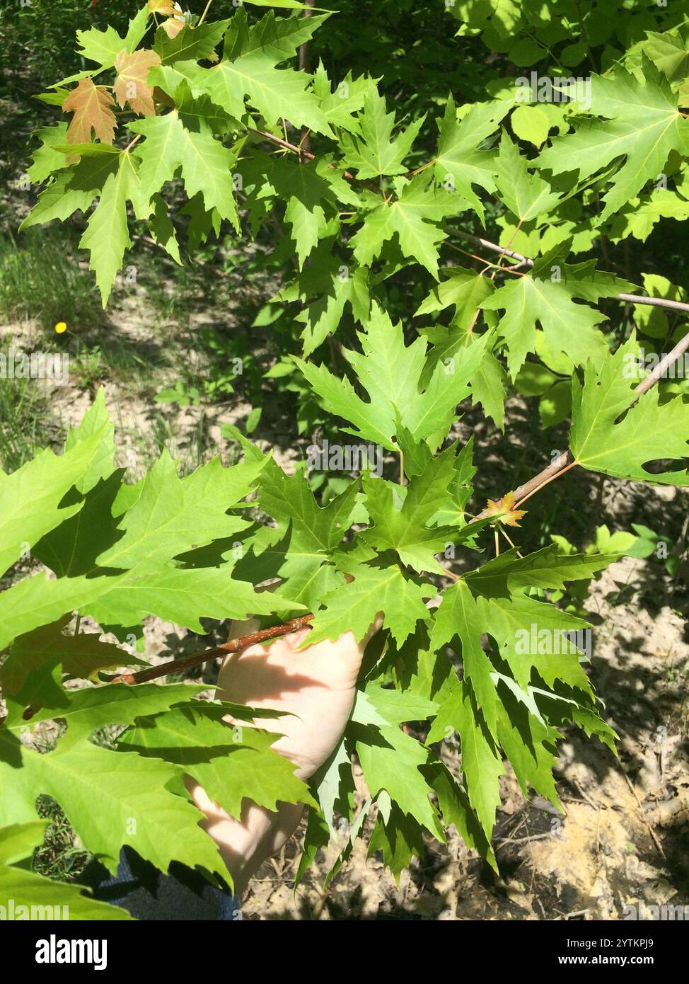 silver maple (Acer saccharinum Stock Photo - Alamy