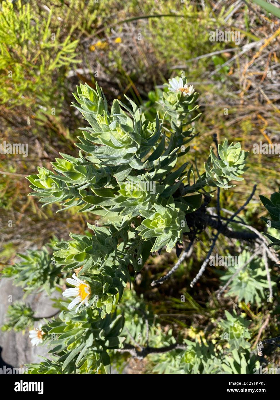 Swamp Daisy (Osmitopsis asteriscoides Stock Photo - Alamy