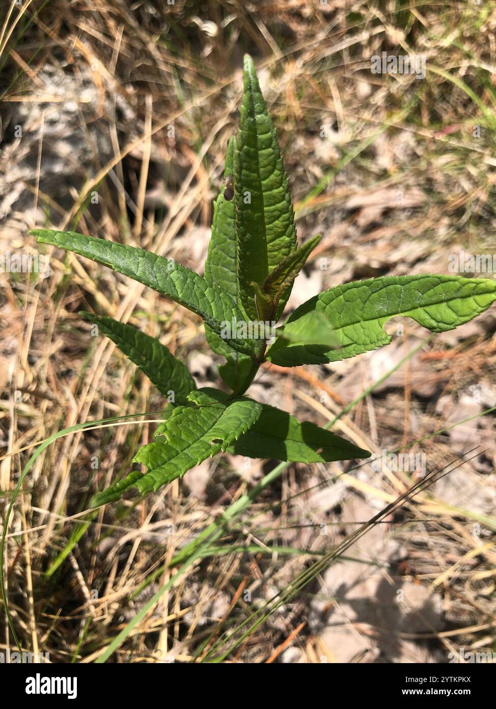 white turtlehead (Chelone glabra Stock Photo - Alamy