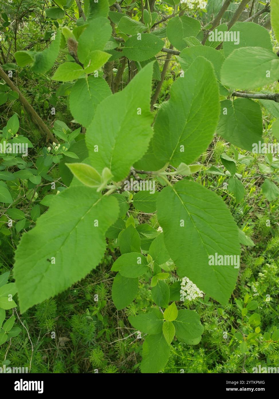 Wayfaring-tree (Viburnum lantana Stock Photo - Alamy
