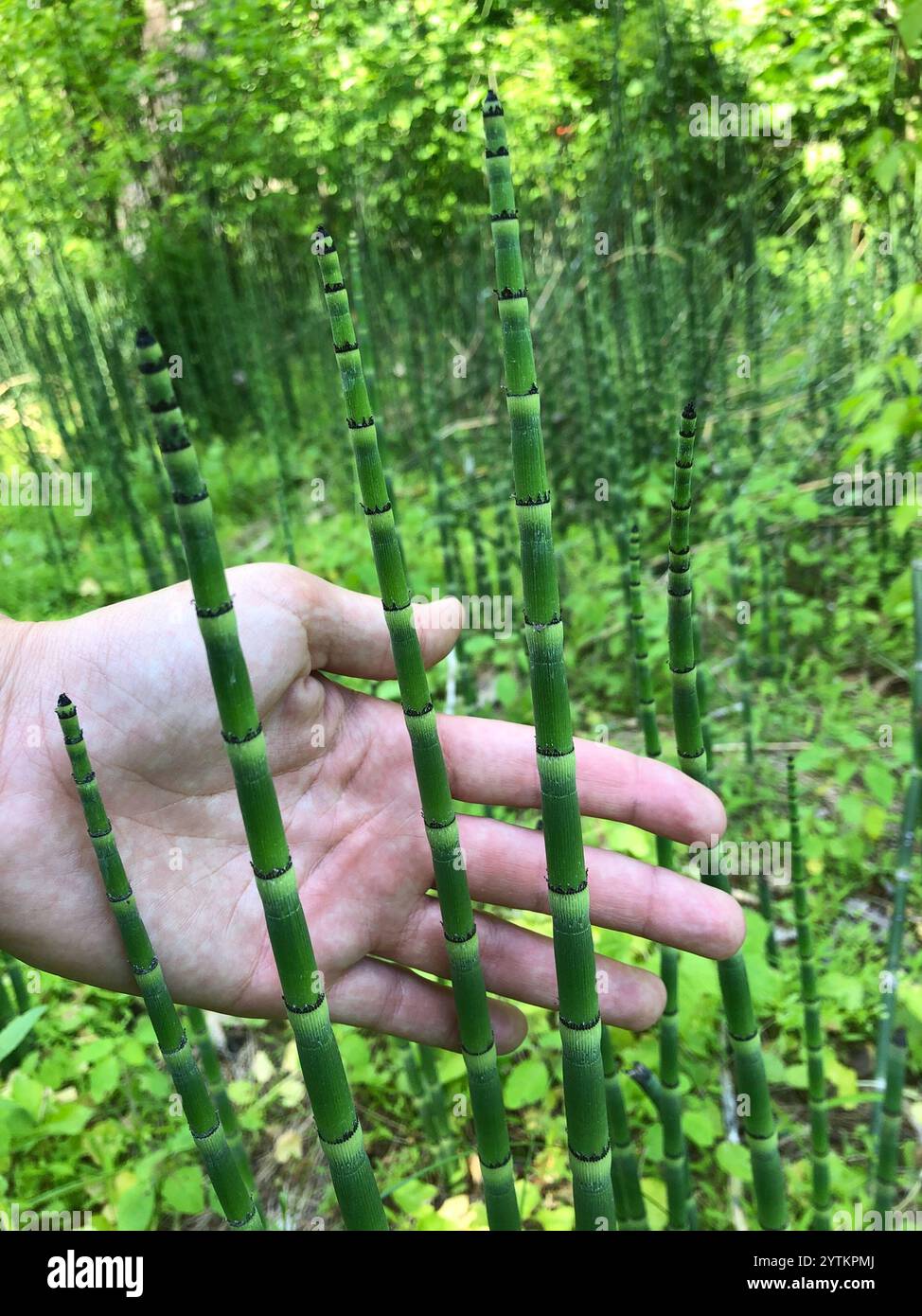 rough horsetail (Equisetum hyemale Stock Photo - Alamy