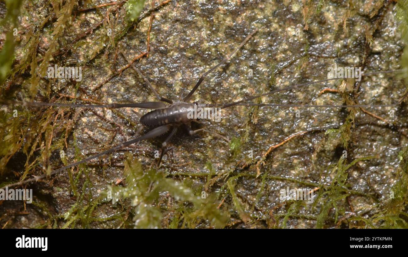 Square-legged Camel Cricket (Tropidischia xanthostoma Stock Photo - Alamy