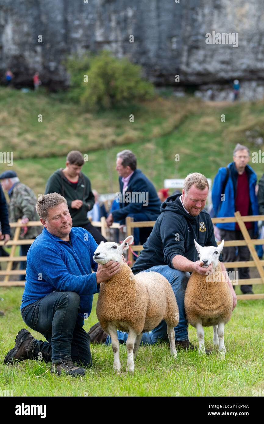 Sheep being shown at the 2024 Kilnsey Show under the shadow of Kilnsey ...