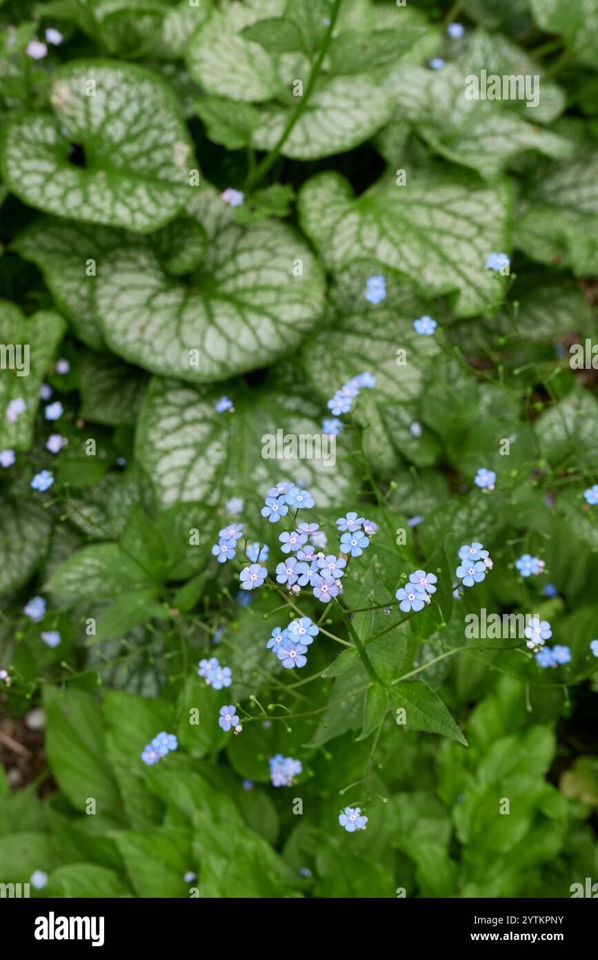 Brunnera macrophylla plant in bloom Stock Photo - Alamy