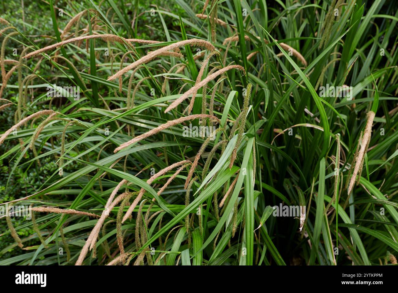 Pendulous grass hi-res stock photography and images - Alamy