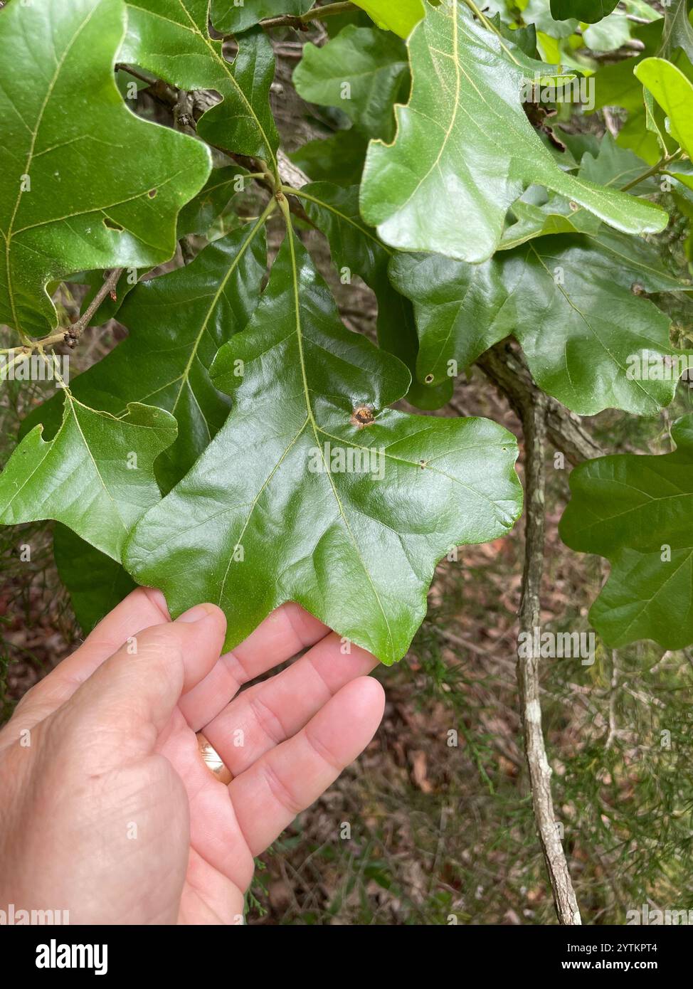 post oak (Quercus stellata Stock Photo - Alamy