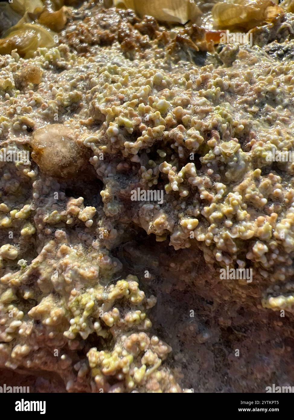 Coralline algae (Corallinales Stock Photo - Alamy