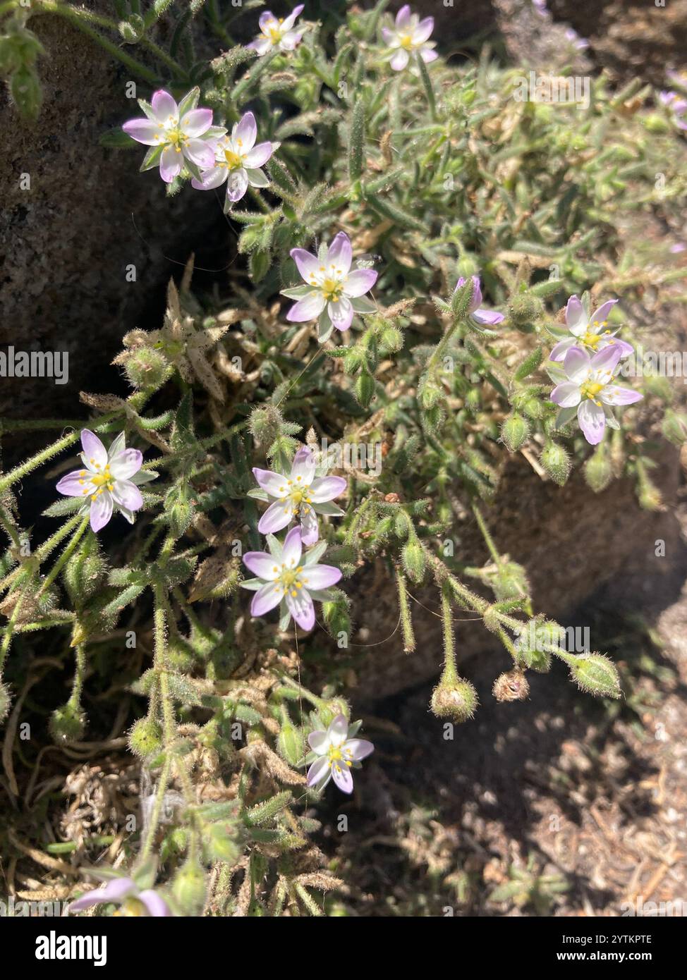 Sticky Sand-Spurrey (Spergularia macrotheca Stock Photo - Alamy