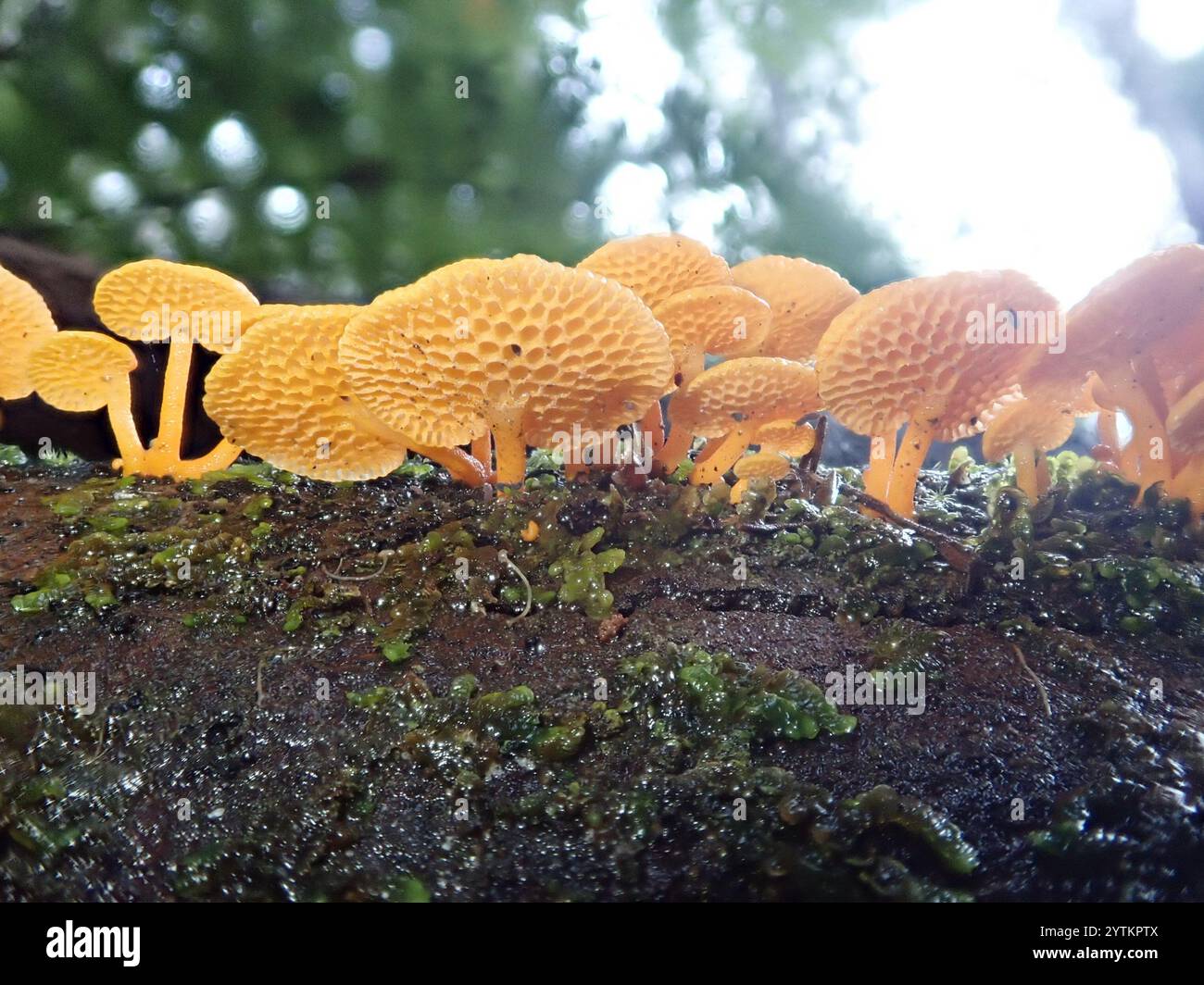orange pore fungus (Favolaschia claudopus Stock Photo - Alamy