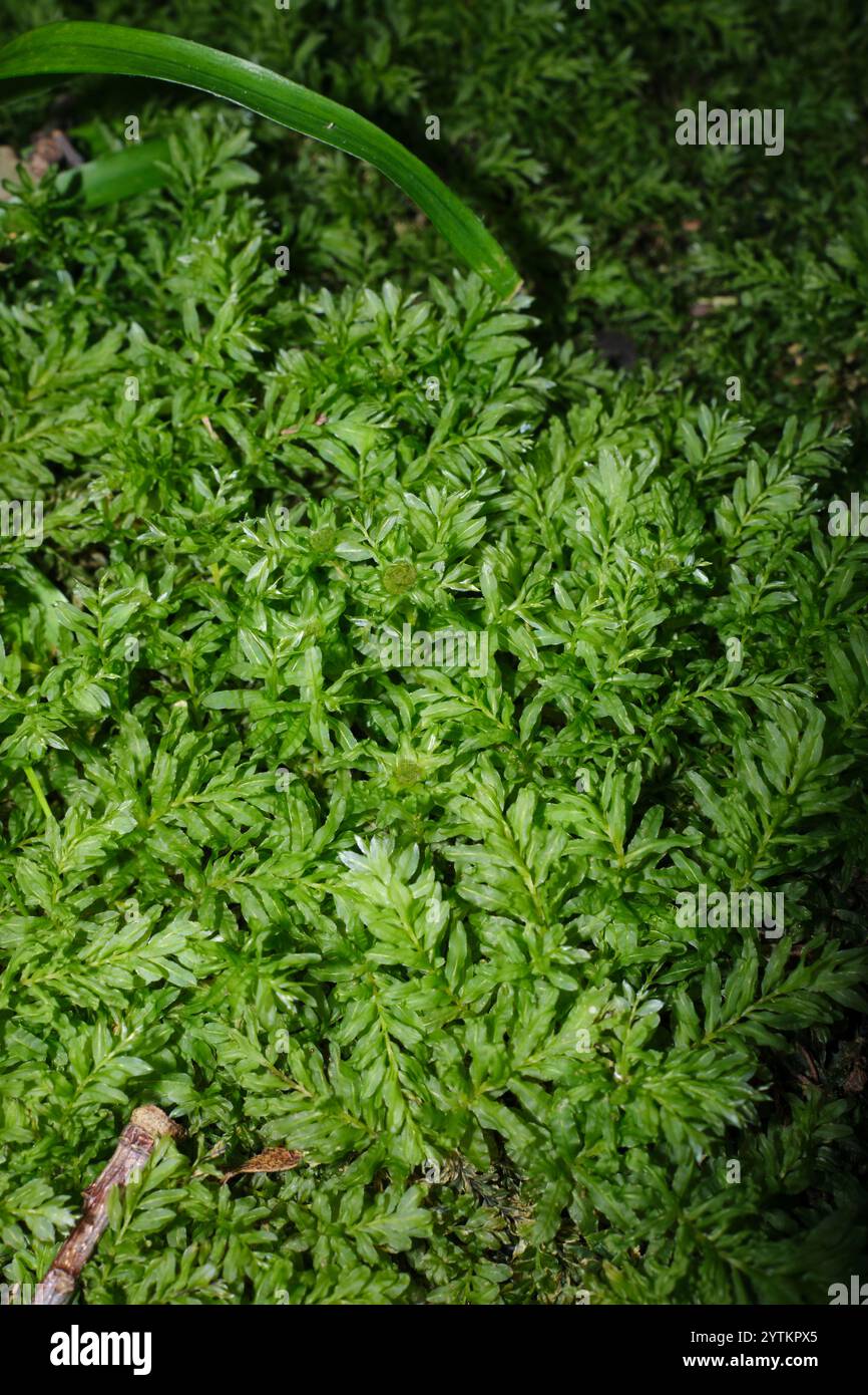 Mnium hi-res stock photography and images - Alamy