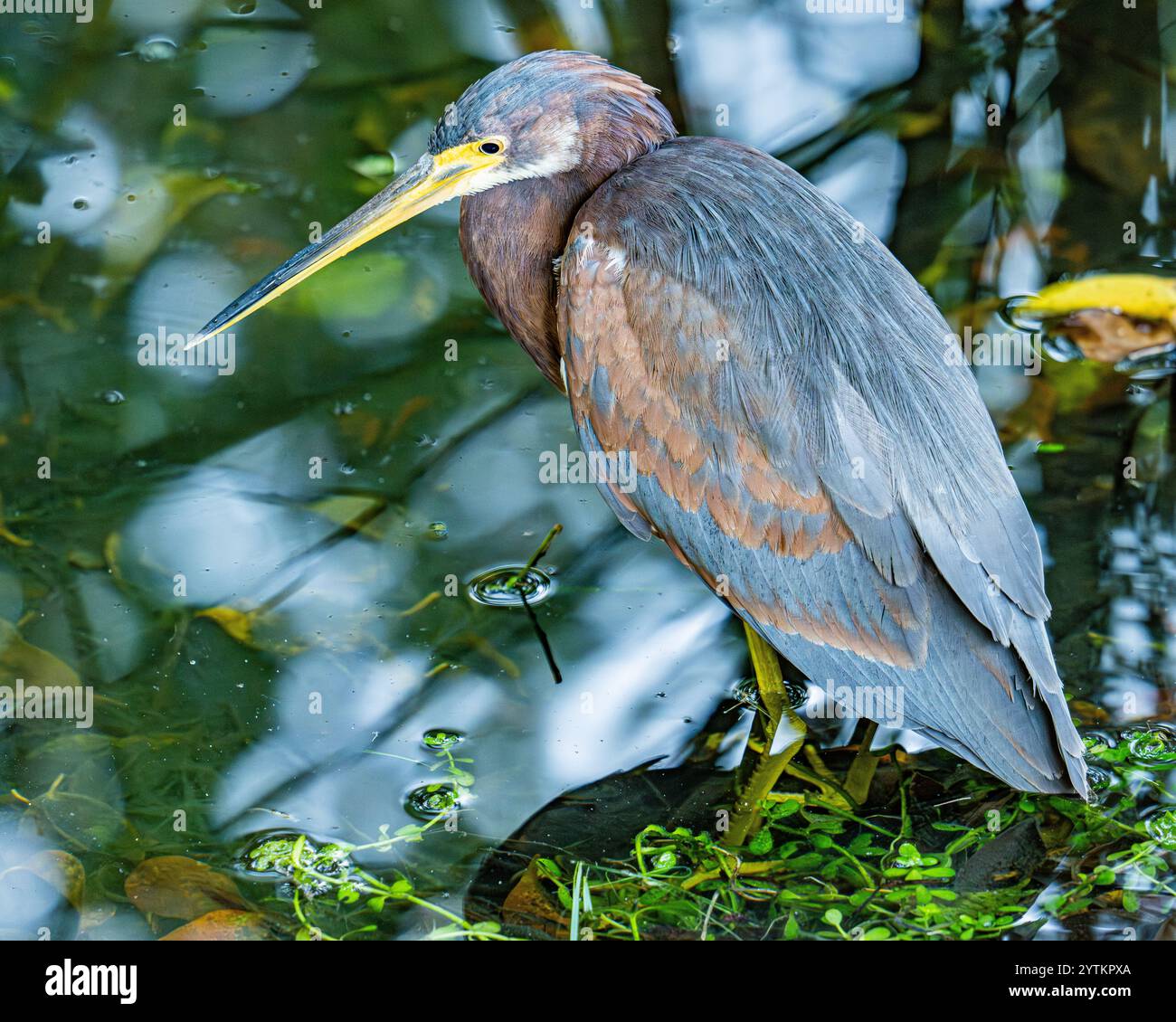 green heron - Butorides virescens in a swamp - Caribbean birds ...
