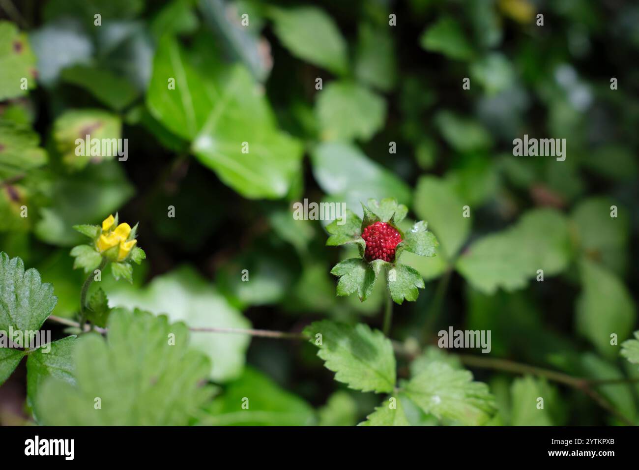 Indian strawberry potentilla indica hi-res stock photography and images ...