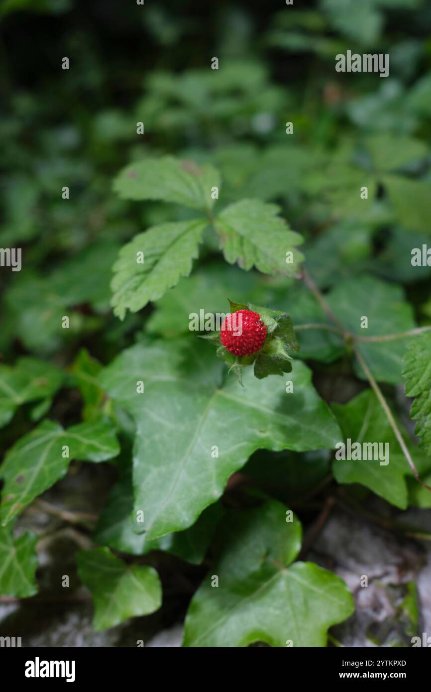 Potentilla indica hi-res stock photography and images - Alamy