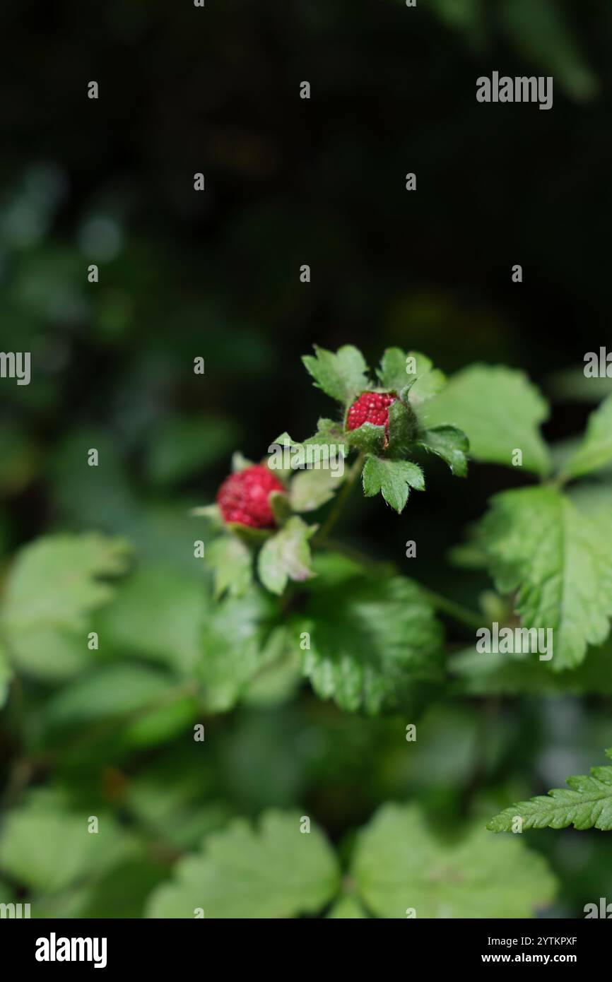 Indian strawberry potentilla indica hi-res stock photography and images ...
