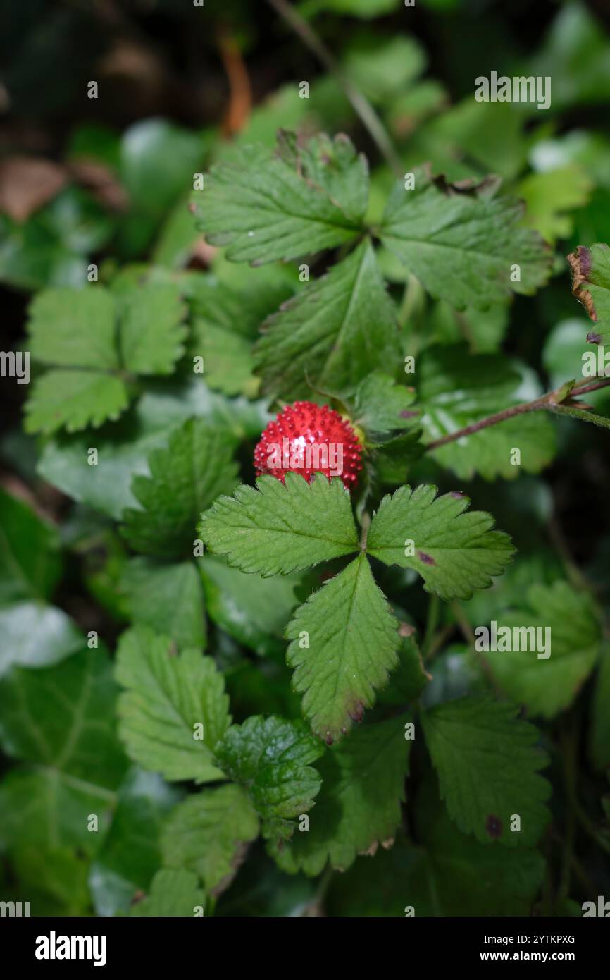 Indian strawberry potentilla indica hi-res stock photography and images ...