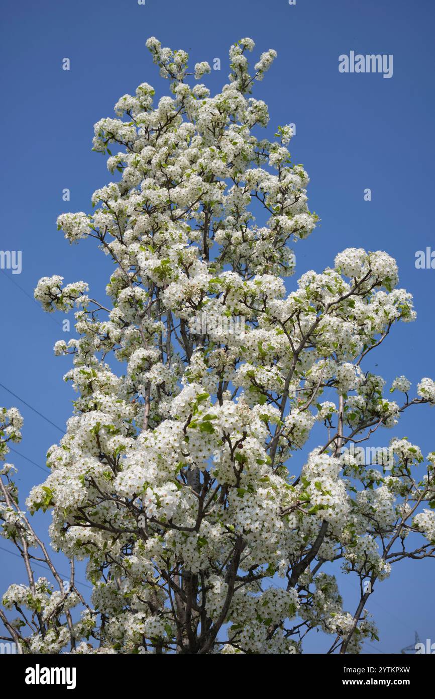 Pyrus calleryana tree in bloom Stock Photo - Alamy