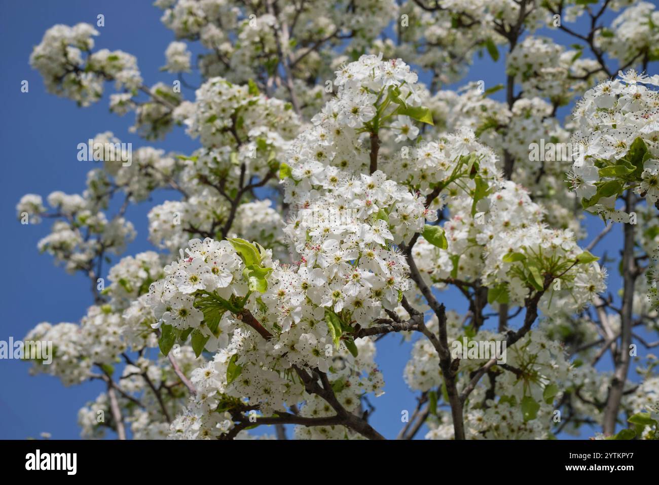 Pyrus calleryana tree in bloom Stock Photo - Alamy