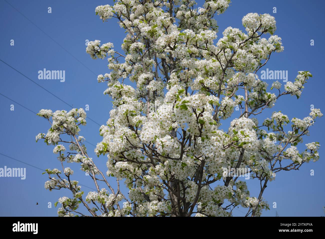 Pyrus calleryana tree in bloom Stock Photo - Alamy
