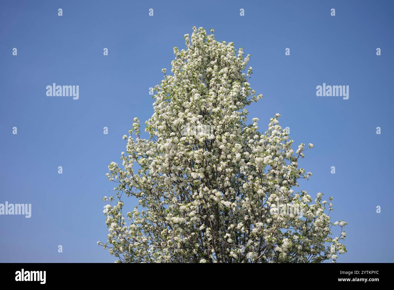 Pyrus calleryana tree in bloom Stock Photo - Alamy