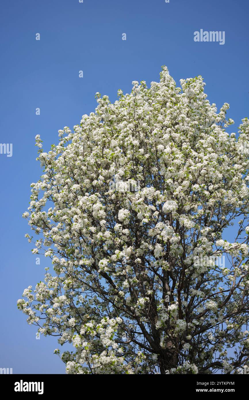 Pyrus calleryana tree in bloom Stock Photo - Alamy