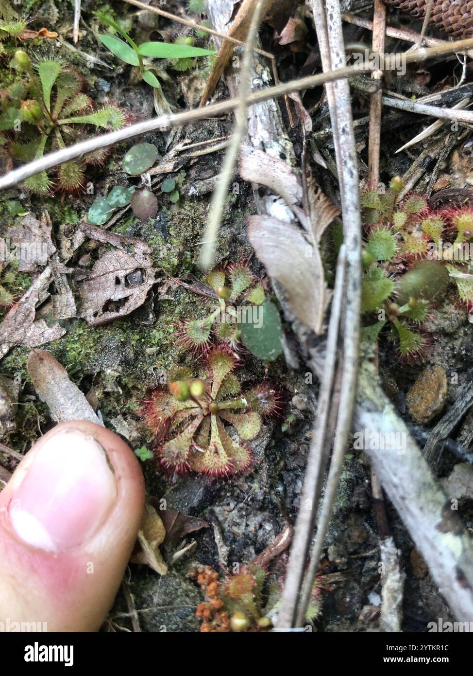 dwarf sundew (Drosera brevifolia Stock Photo - Alamy