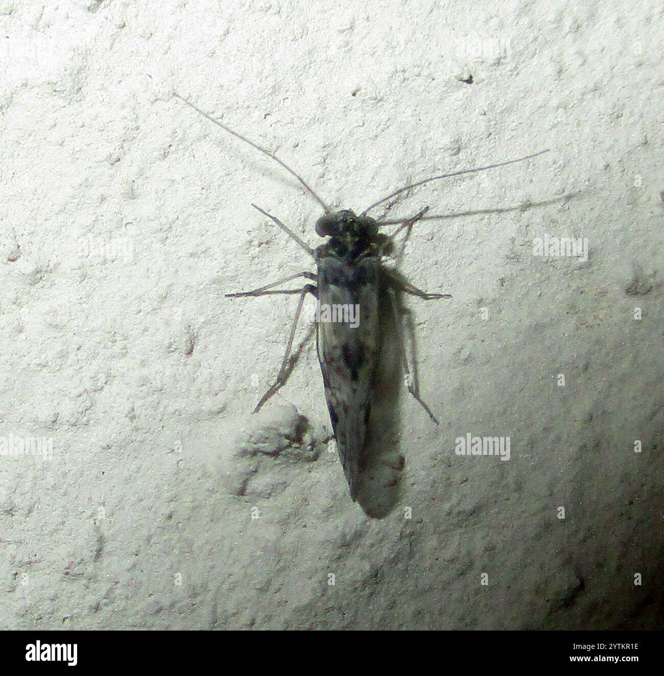 Barklice, Booklice, and Parasitic Lice (Psocodea Stock Photo - Alamy