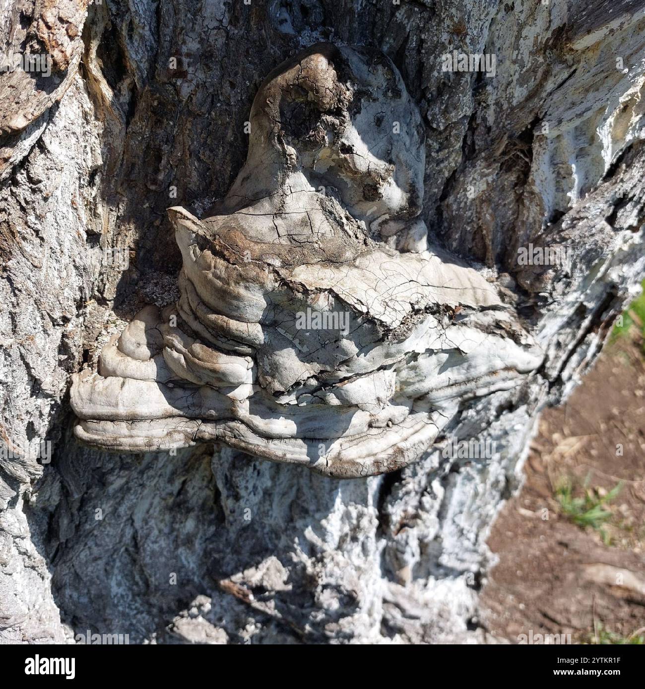 Hoof Fungus (Fomes fomentarius Stock Photo - Alamy