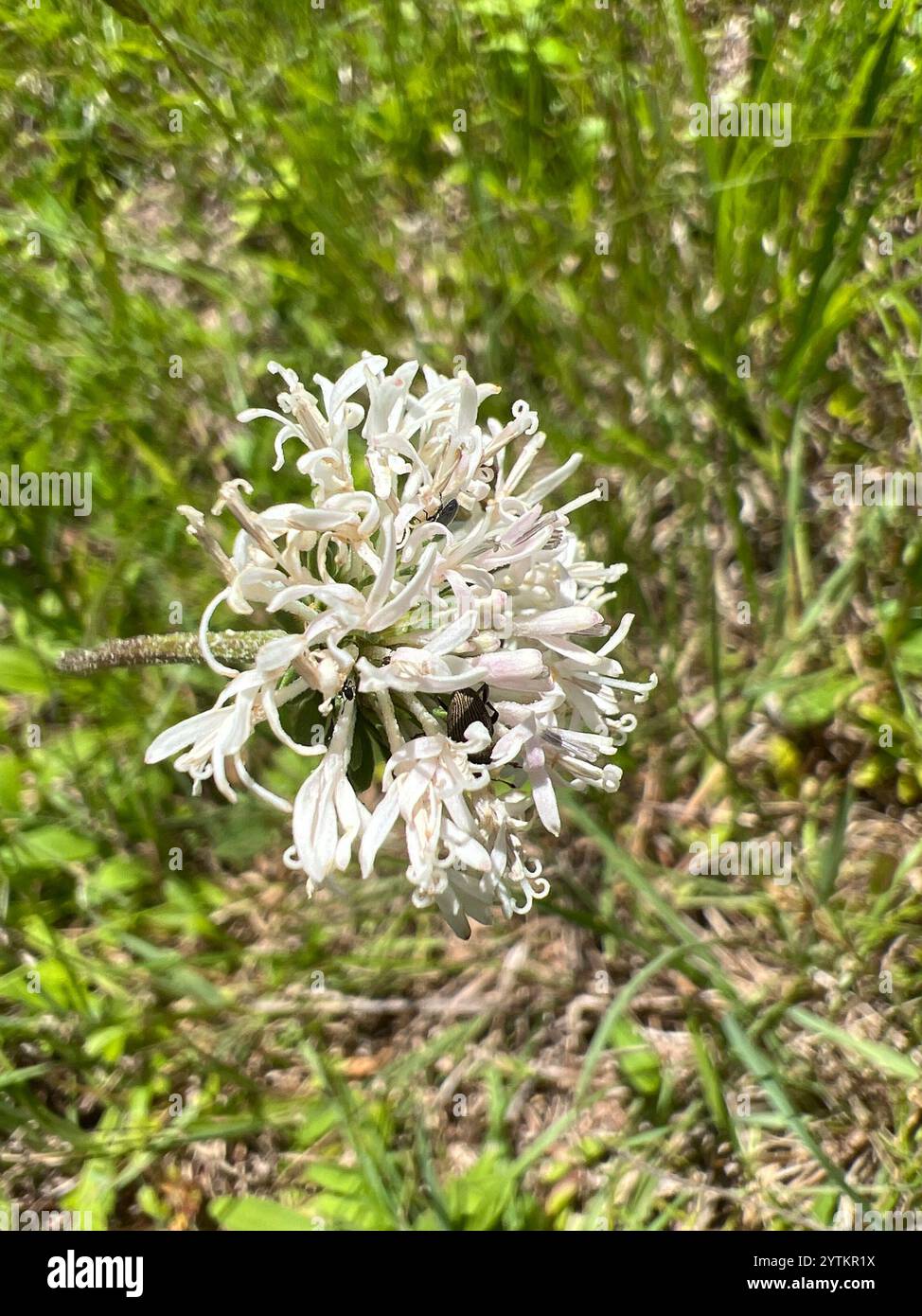 (Marshallia obovata obovata Stock Photo - Alamy