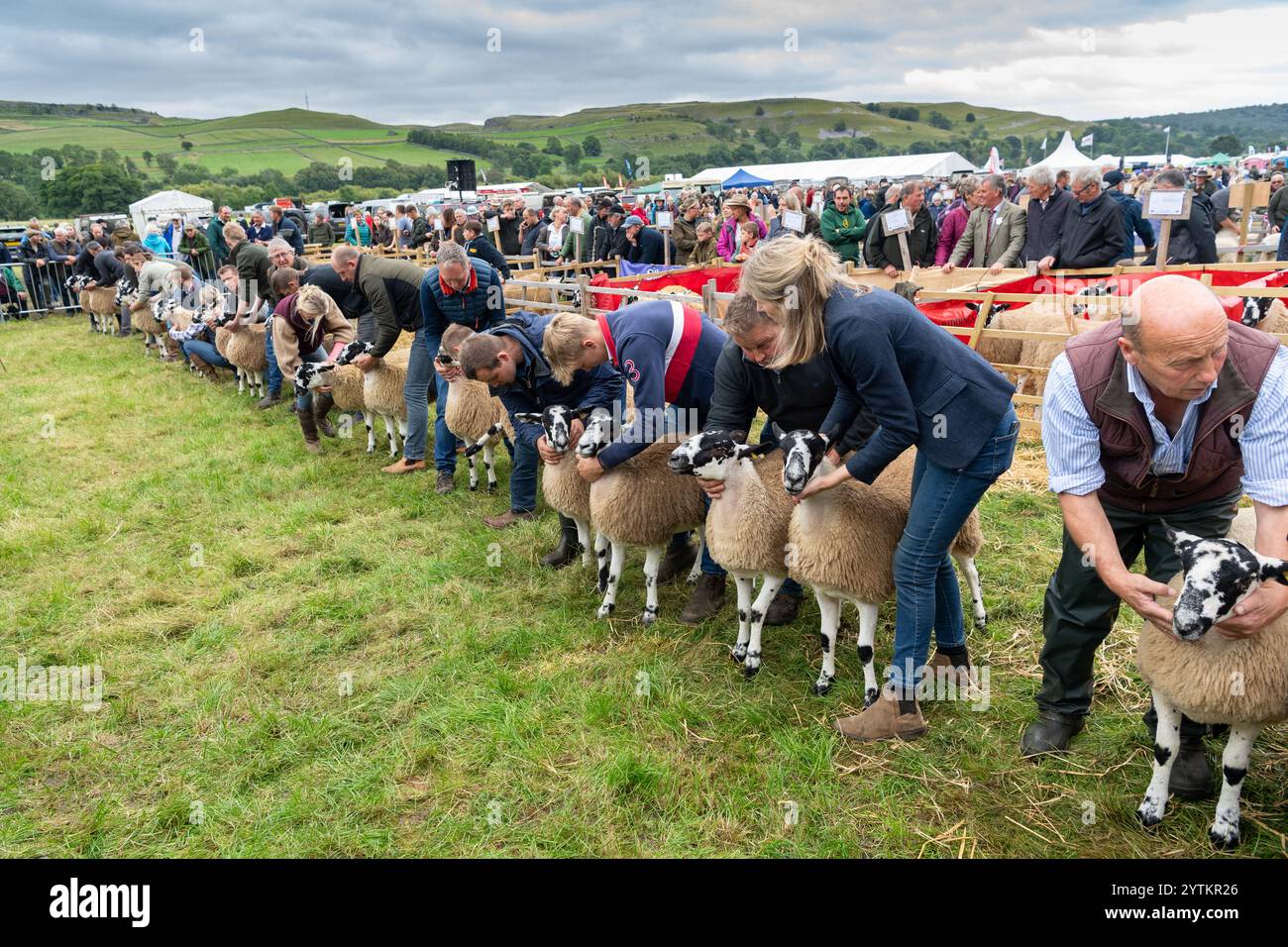 Sheep being shown at the 2024 Kilnsey Show under the shadow of Kilnsey ...