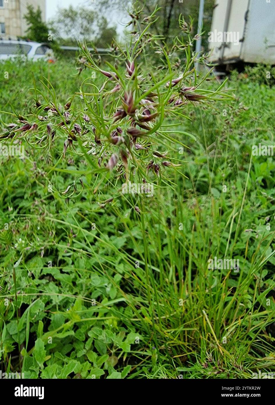 Bulbous Bluegrass (Poa bulbosa Stock Photo - Alamy