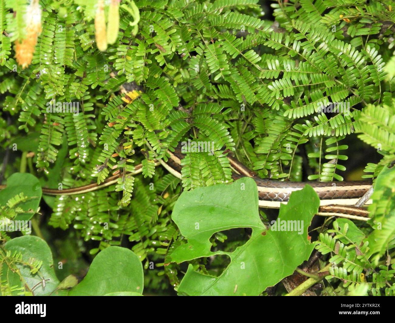 Eastern Stripe-bellied Sand Snake (Psammophis orientalis Stock Photo ...