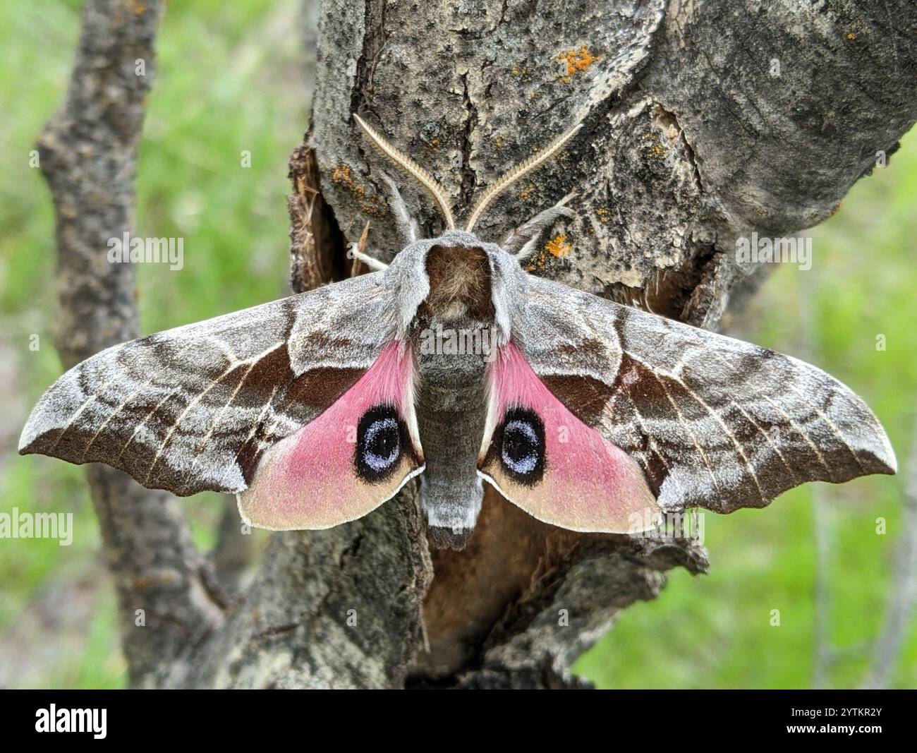 Western Eyed Sphinx (Smerinthus ophthalmica Stock Photo - Alamy